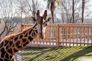 ZOO DE MADRID » Qué Ver y Hacer. Guía Turística