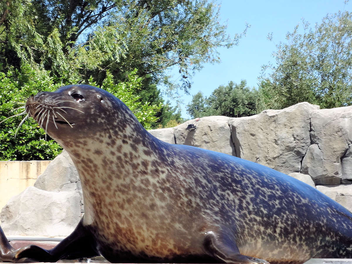 FAUNIA MADRID » Descubre qué ver y hacer en tu visita