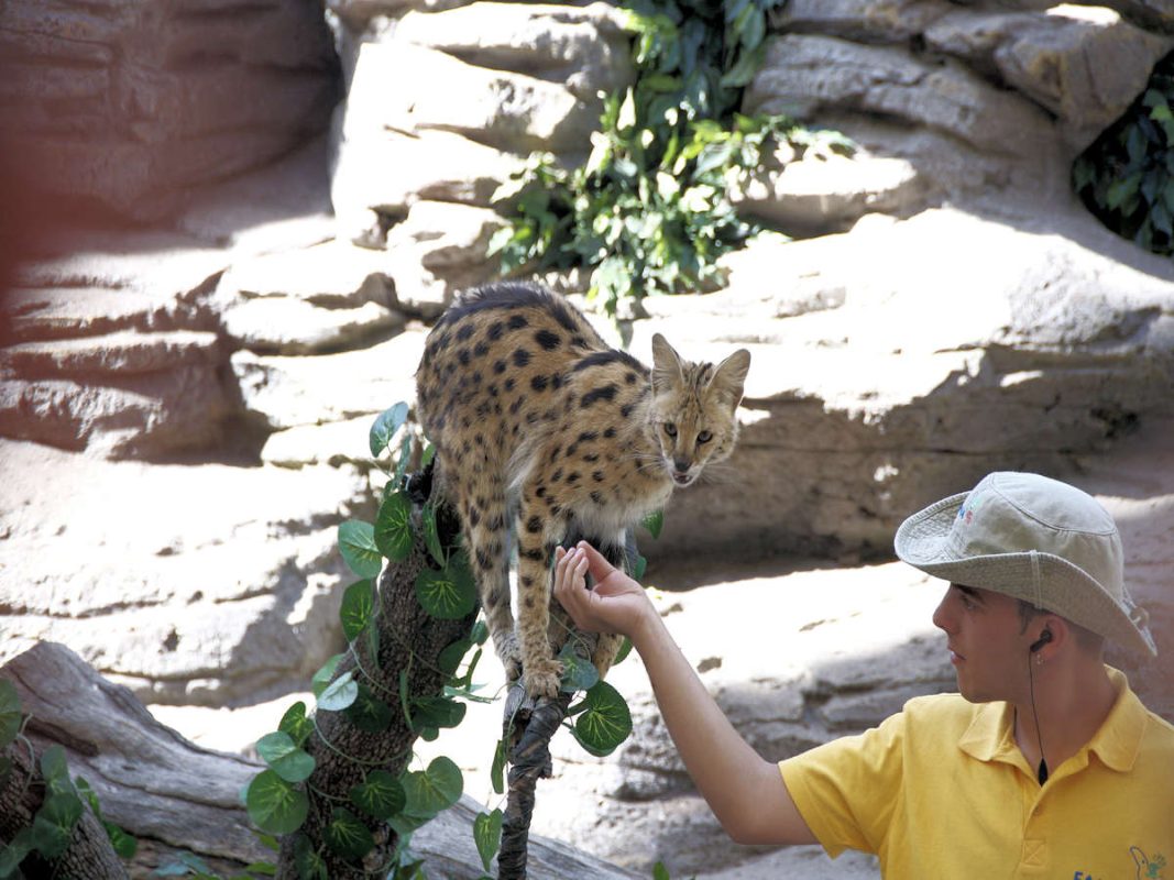 FAUNIA MADRID » Descubre qué ver y hacer en tu visita