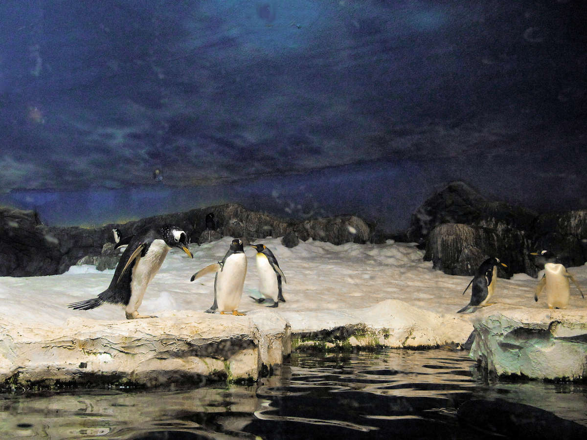 FAUNIA MADRID » Descubre qué ver y hacer en tu visita