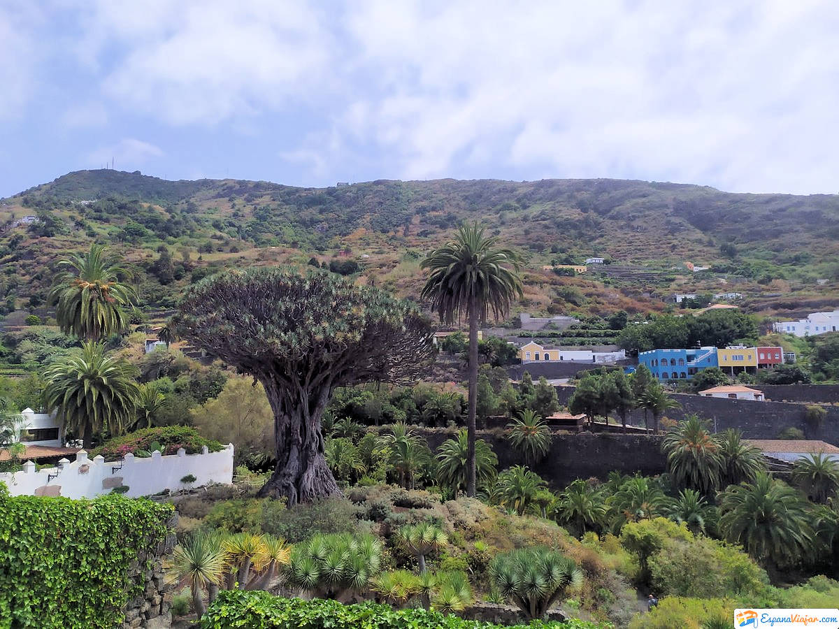 ICOD DE LOS VINOS » Qué ver y hacer. Archipiélago canario